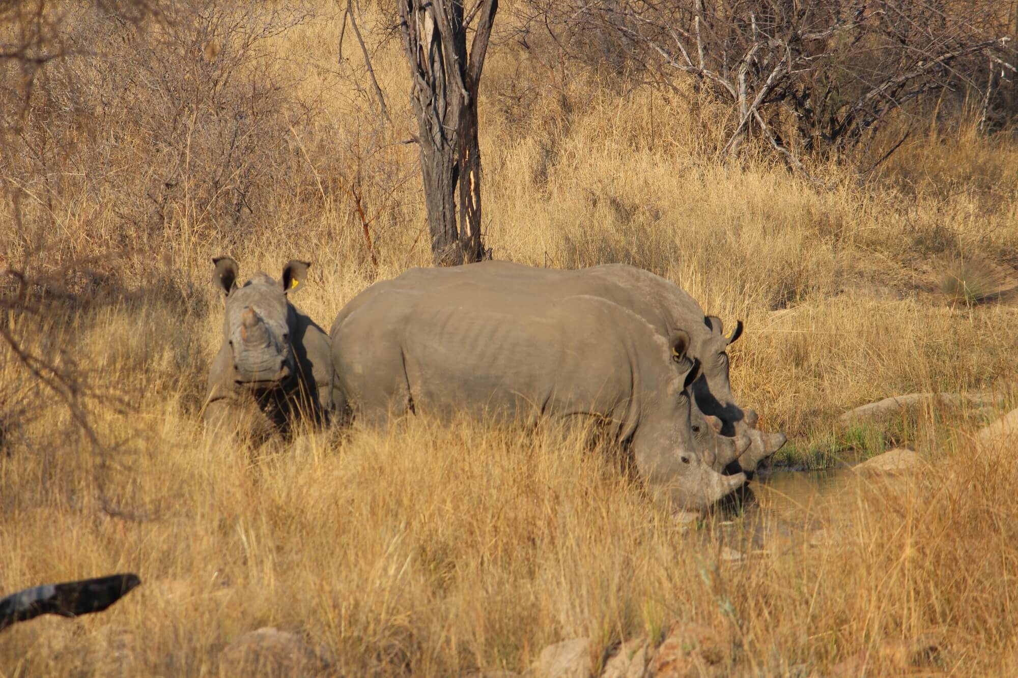 Matopos – The Land Of Giant Rocks! - Heartveld Adventures