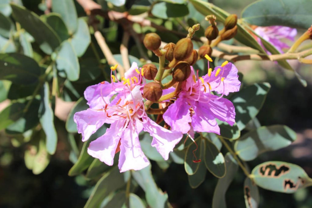 Gwango – A Real Treasure of a Find! - Heartveld Adventures