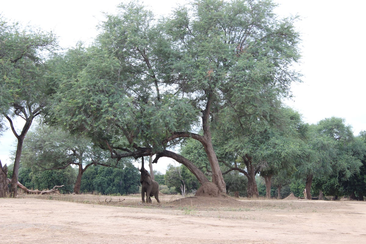 Getting to know Mana Pools - Mwinilunga & Kavinga - Heartveld Adventures