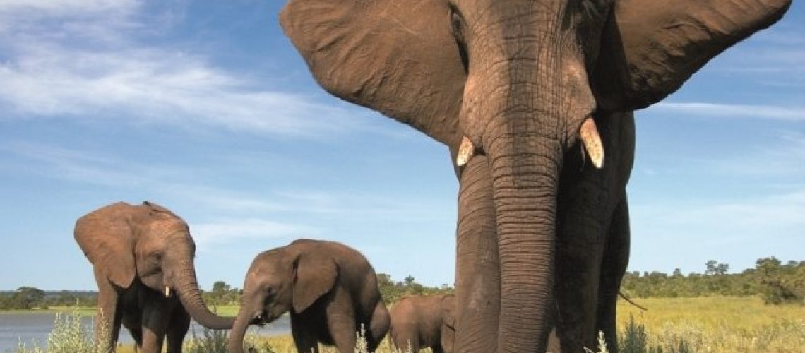 Elephant Encounter - Heartveld Adventures